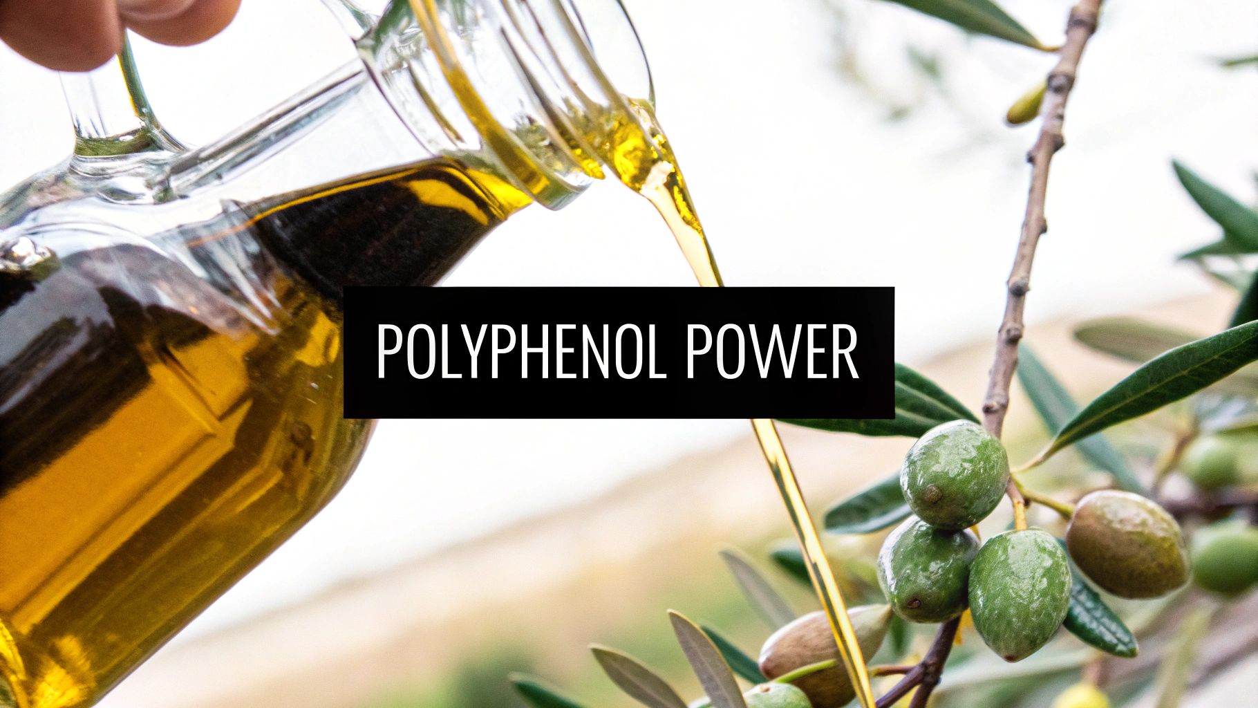 Understanding Olive Oil Polyphenol Content – Learn Olive Oil