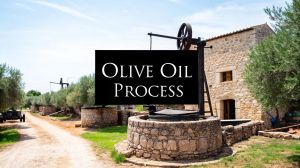 The Olive Oil Manufacturing Process Explained – Learn Olive Oil