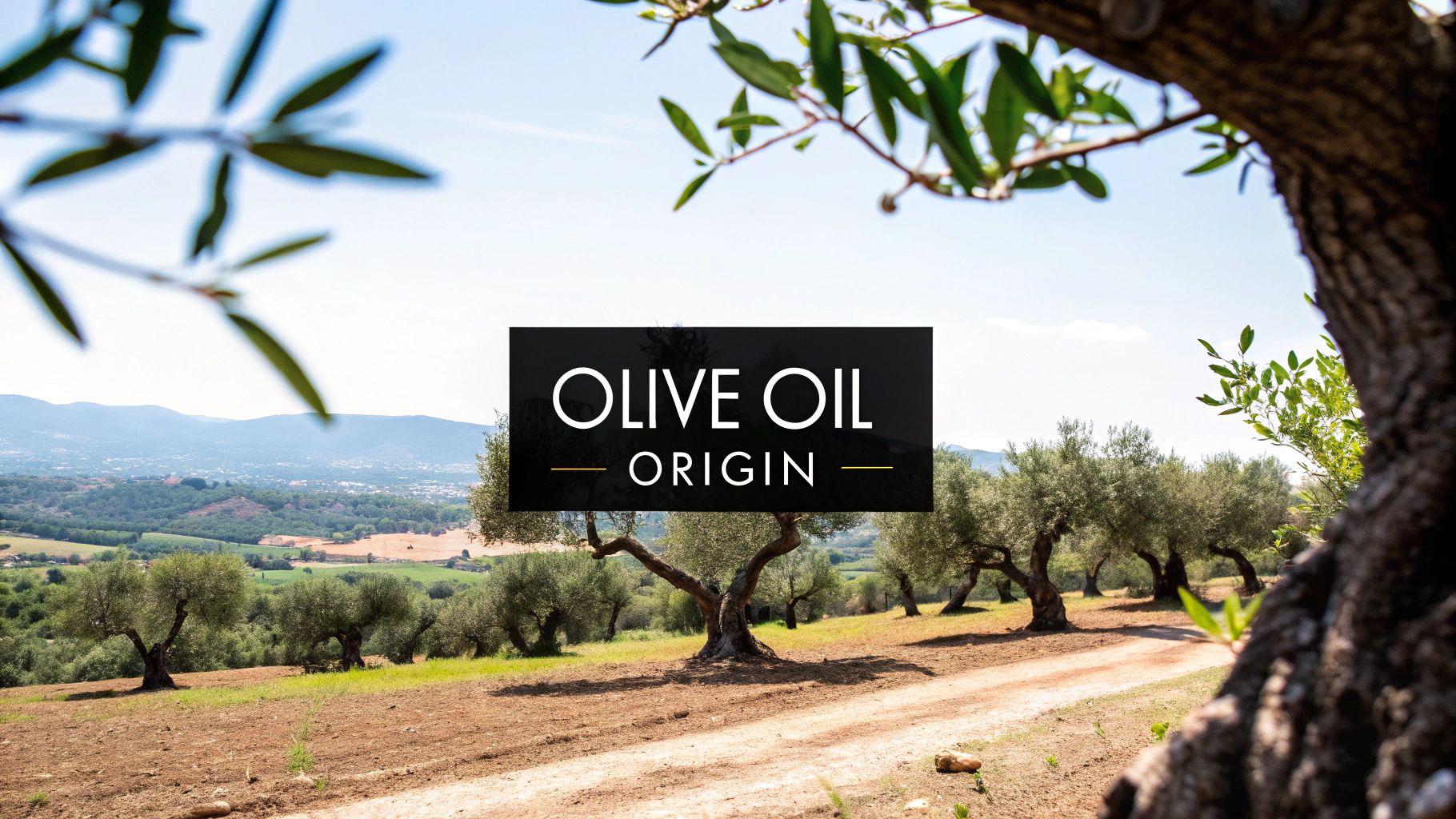 Olive Oil Origin: The Secret on the Label That Unlocks Extraordinary ...